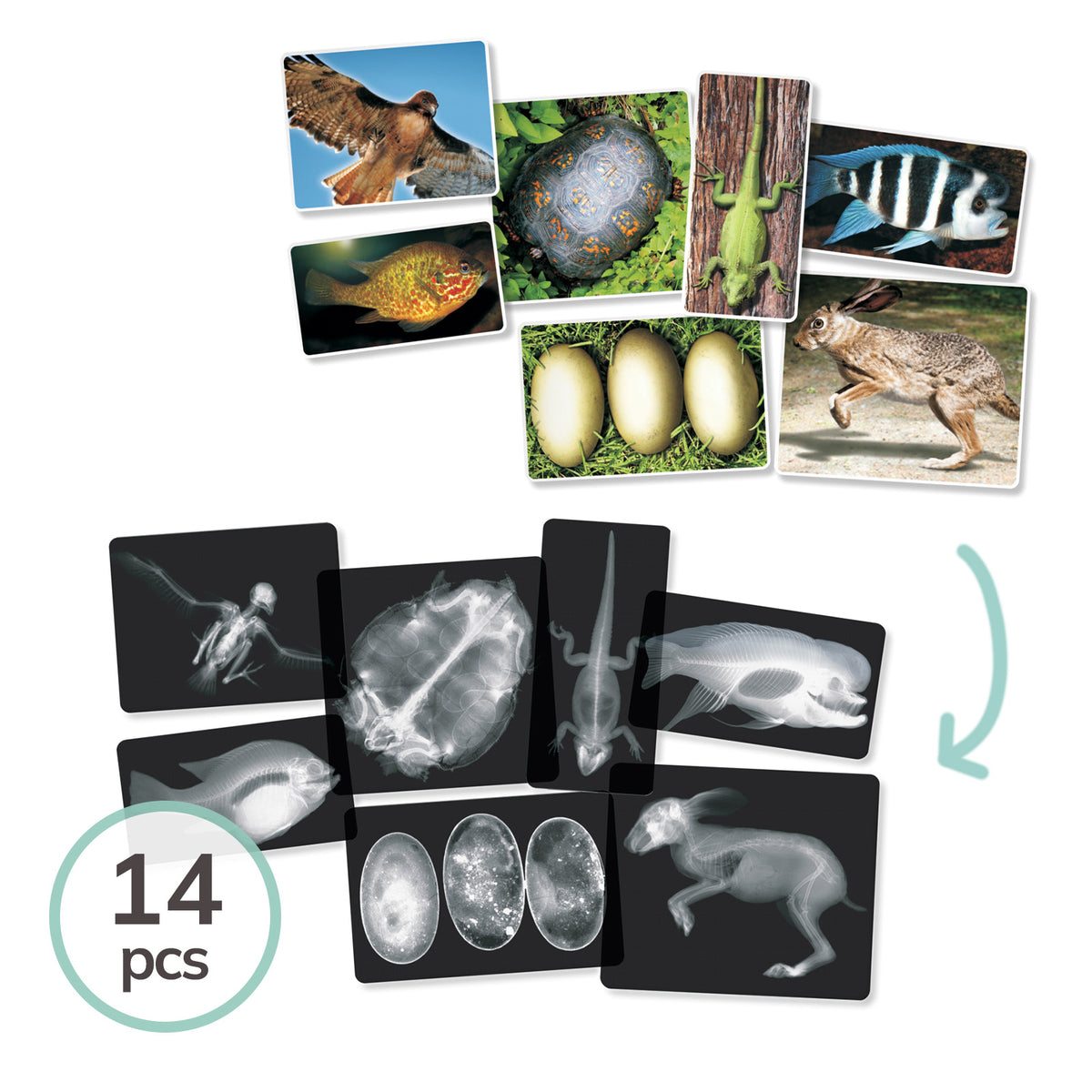 Animal X-Rays – Meka Sensory Play
