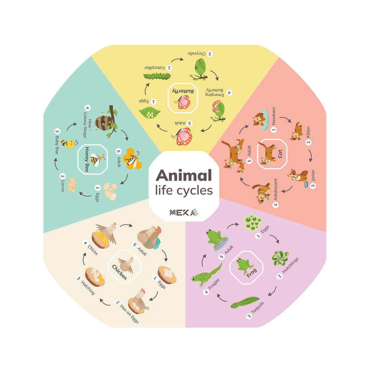 Animal Life Cycles Insert – Meka Sensory Play